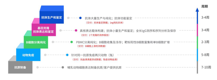 基于单b细胞技术的兔单抗发现平台 知乎