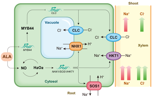 5-氨基乙酰丙酸 (ALA) 调控原理及其在农林生产中的应用 - 知乎