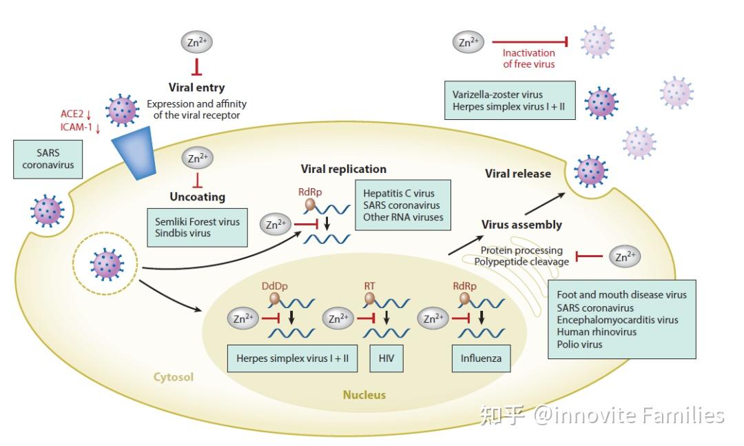 解码锌元素：锌与免疫的关联研究 - 知乎