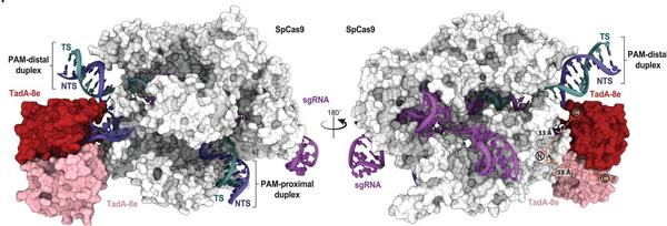Cas Protein - Cas9蛋白作用机制详解 - 知乎