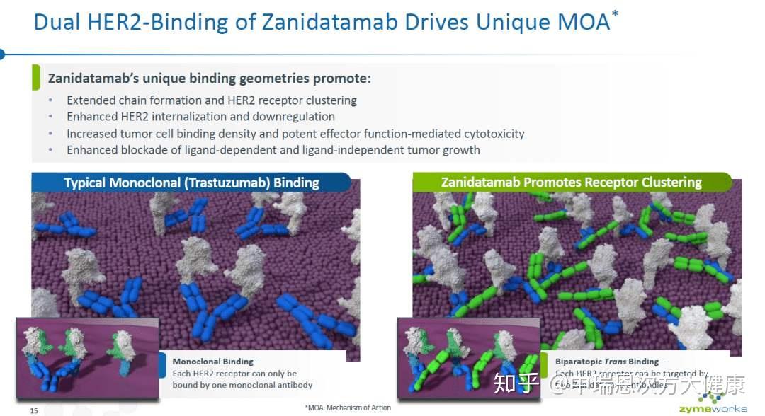 HER2靶向新药：Zanidatamab迈出临床第一步！ - 知乎