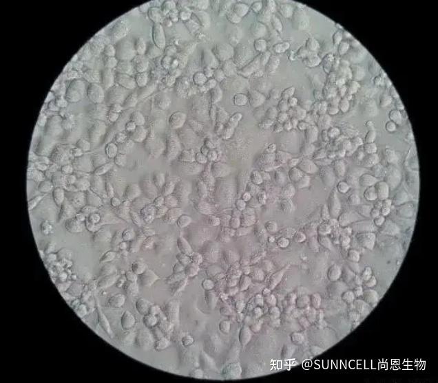 如何将THP-1 单核细胞用PMA诱导成巨噬细胞? - 知乎