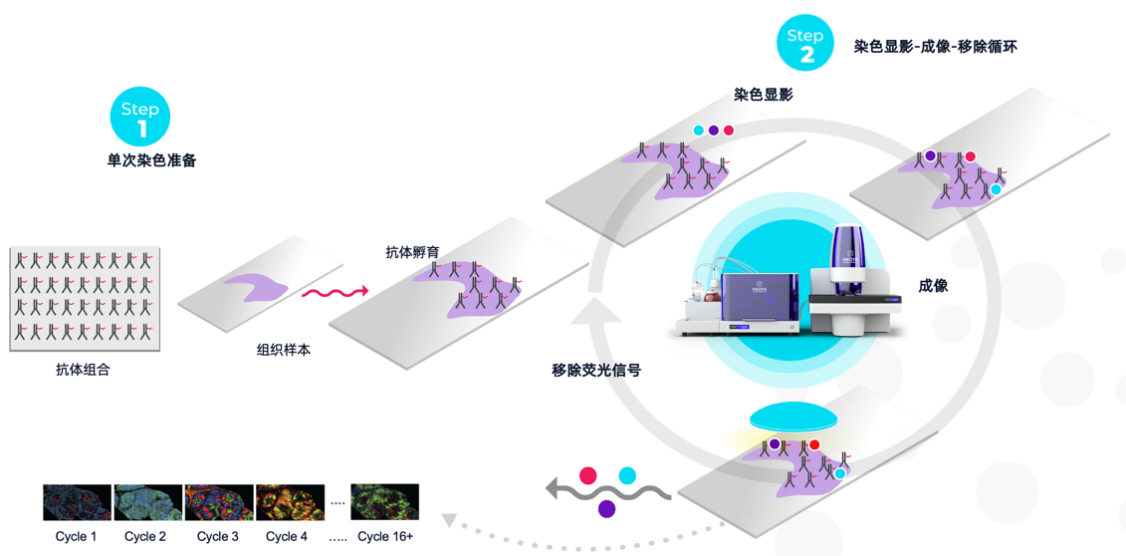 IF=30.63：Akoya空间单细胞蛋白组带来扁桃体生发中心Tfr细胞来源的全新认知 - 知乎