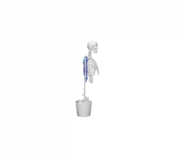 Opensim外骨骼人机耦合仿真分析教程 - 知乎