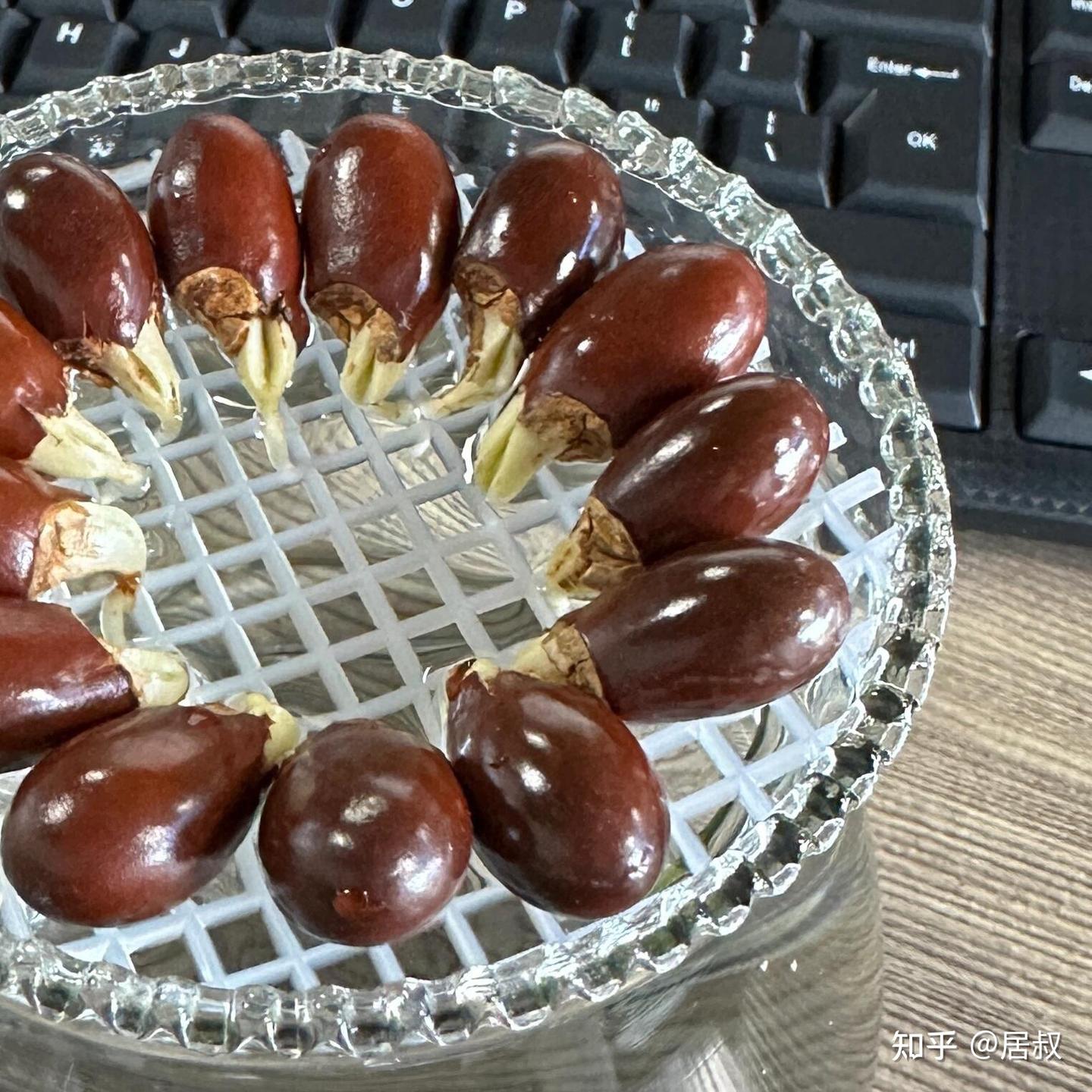 杭州一姑娘，因“种荔枝盆栽”走红，不花一分钱，盆景却特惊艳！ - 知乎