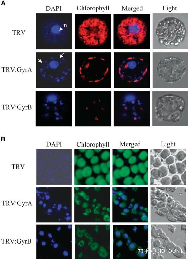 怎么使用DAPI进行染色 - 知乎