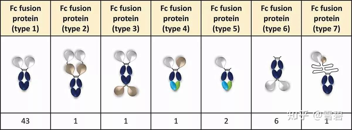 ADCC ADCP CDC 效应及区别 - 知乎