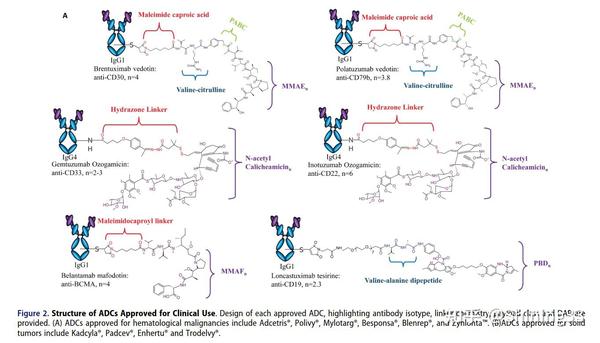 综述：靶向肿瘤ADC：前途与挑战（Part 3） - 知乎
