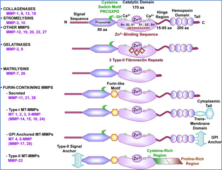 基质金属蛋白酶（MMPs）种类及功能 - 知乎