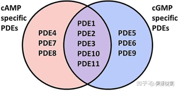 PDE(磷酸二酯酶) Panel_IBC - 知乎