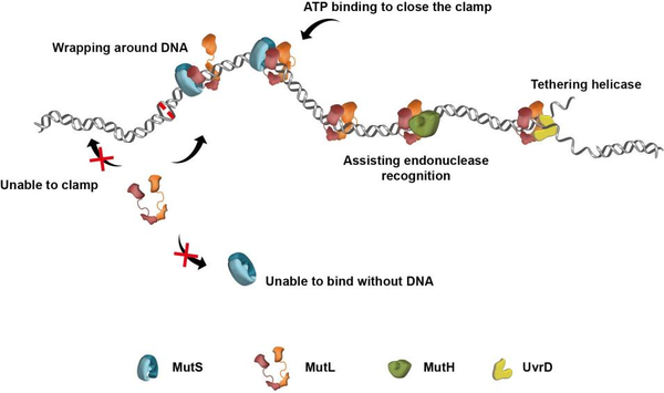 源井基因编辑E.coli助力MMR sliding clamp模型研究新进展！ - 知乎
