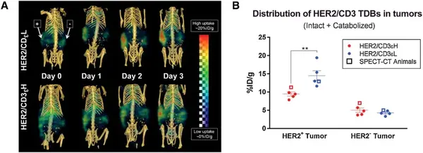 降低CD3亲和力—CD3双抗在治疗实体瘤的应用 - 知乎
