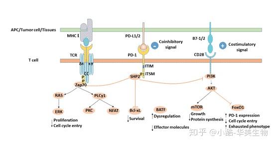PD-1——重要的免疫检查点 - 知乎