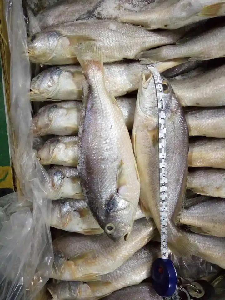 进口姑鱼清关报关注意事项及所需资料 - 知乎