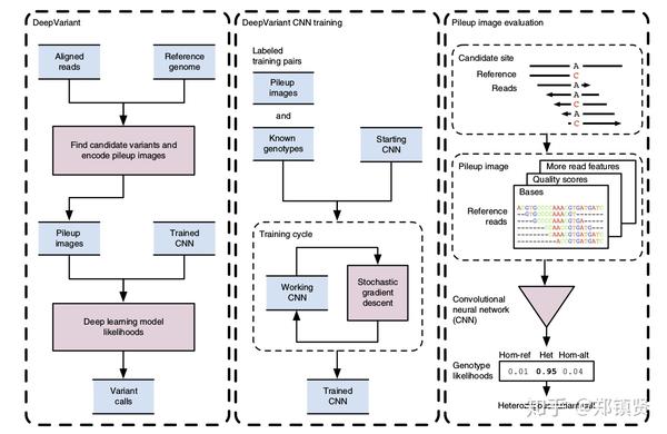 生物信息遇上Deep learning(1): DeepVariant-谷歌图像编码做DNA异常检测 - 知乎