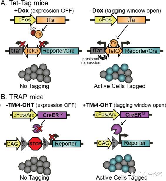 基因的时间开关——CreERT系统 - 知乎