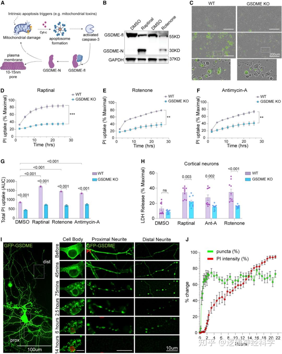 Neuron︱神经退行性疾病治疗潜在新靶点！GSDME蛋白介导轴突线粒体损伤和神经退行性变 - 知乎