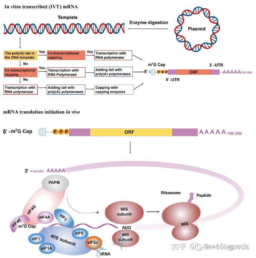 mRNA疫苗全面解读-2（mRNA设计与制备） - 知乎