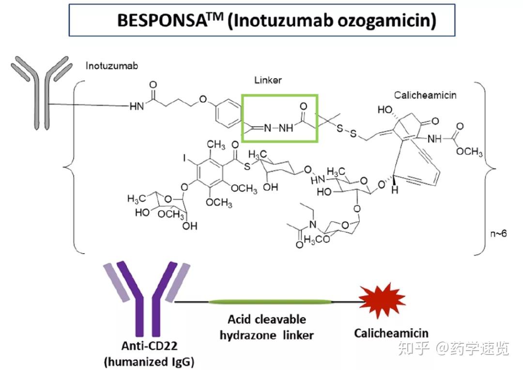 从头学习抗体药物偶联（ADC）（第二期：ADC发展历程与总结） - 知乎