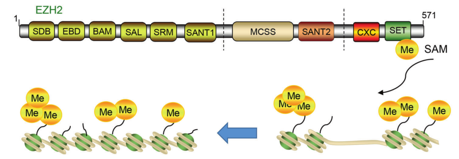 肿瘤新型治疗靶点：EZH1/2 - 知乎