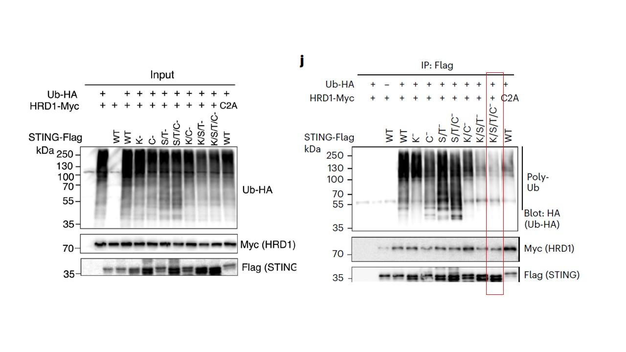 蛋白被E3ligase泛素化可以做哪些实验 - 知乎