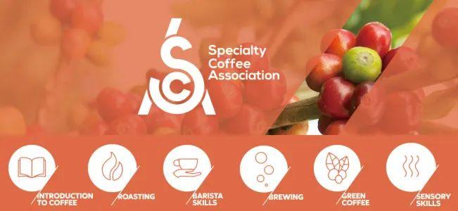 咖啡｜干货：SCA必要or非必要 - 知乎