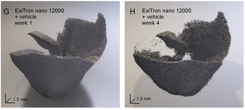 药效纵向研究新利器？Micro-CT影像技术在药物临床前小鼠药效模型上的应用 - 知乎