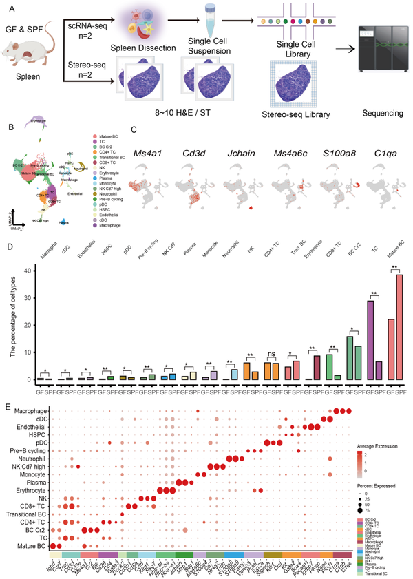 一作详解 | scRNA-seq和Stereo-seq联合分析揭示微生物群塑造小鼠脾脏解剖结构和免疫功能 - 知乎