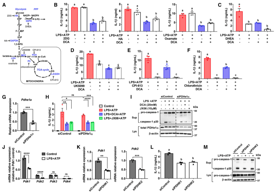 Cell Reports丨丙酮酸脱氢酶激酶在急性炎症期间支持巨噬细胞 NLRP3 炎性体激活 - 知乎