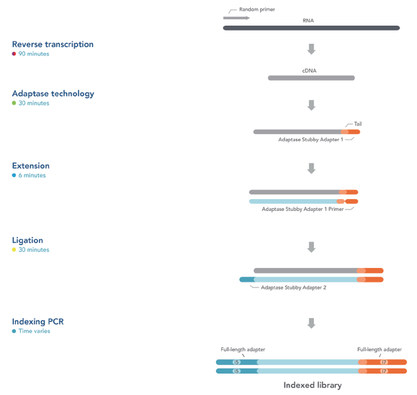 【全新应用】IDT 全新推出基因融合RNA靶向捕获NGS全流程解决方案 - 知乎
