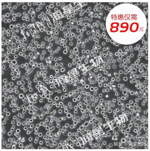 小鼠T淋巴细胞(CTLL-2)培养要点 - 知乎