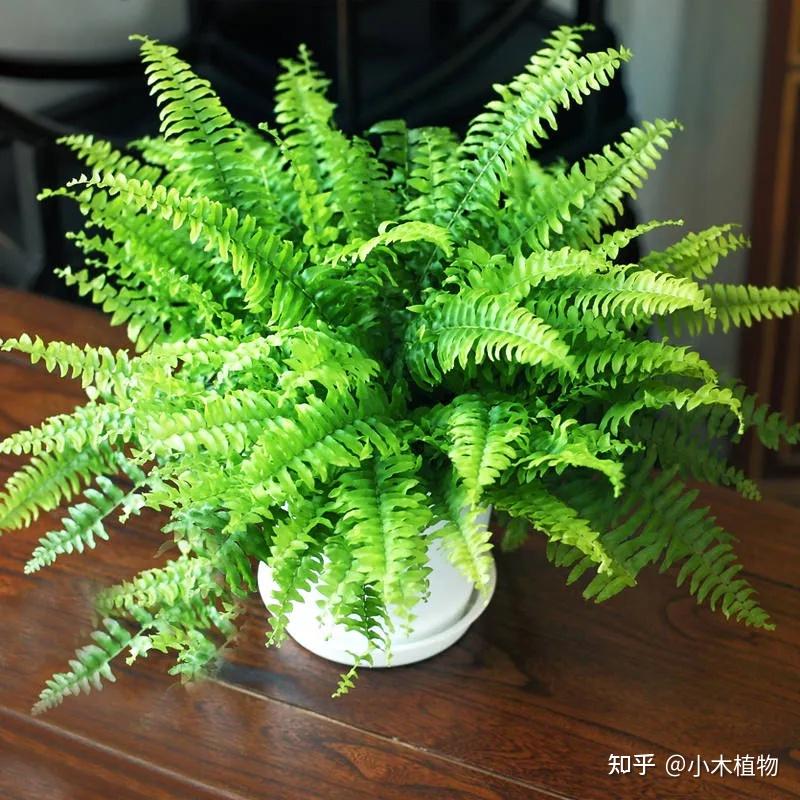 蕨类植物种类大全，超耐阴好养，清新自然，总有你喜欢的一款 知乎