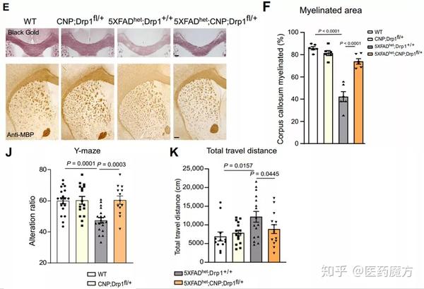 阿尔茨海默症新靶点通路——Drp1-HK1-NLRP3 - 知乎