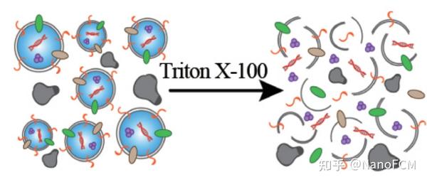 外泌体纯不纯，一闻就知 - 知乎