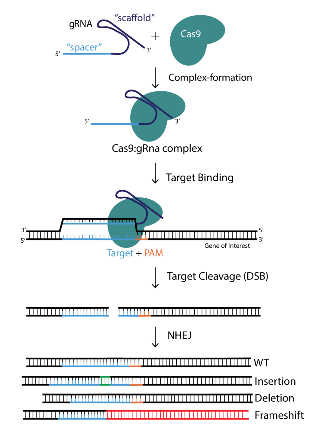 技术丨如何设计用于CRISPR 基因组编辑的gRNA - 知乎