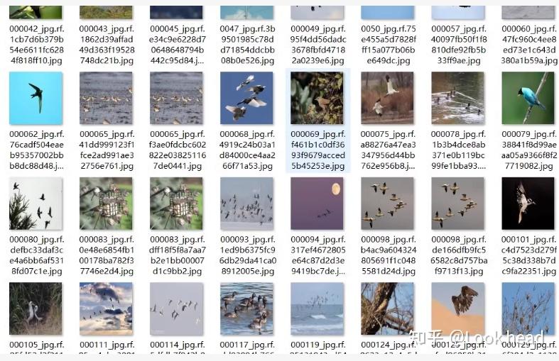 鸟类数据集，鸟数据集，目标检测 class:bird，共一类 13000+张图片 yolo格式（txt） - 知乎