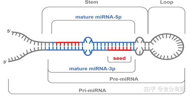 miRNA的作用机制是什么? - 知乎