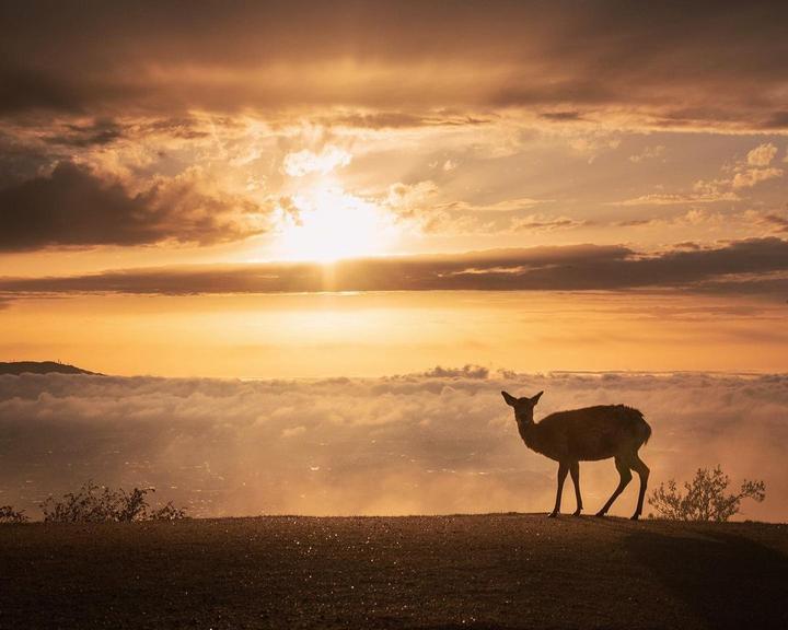 申荷永丨亚考毕移情模型－回忆和我的老师Mario Jacoby一起工作的日子 - 知乎