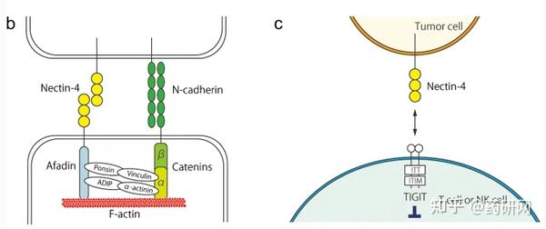 Nectin-4：一场国内药企的角逐 - 知乎