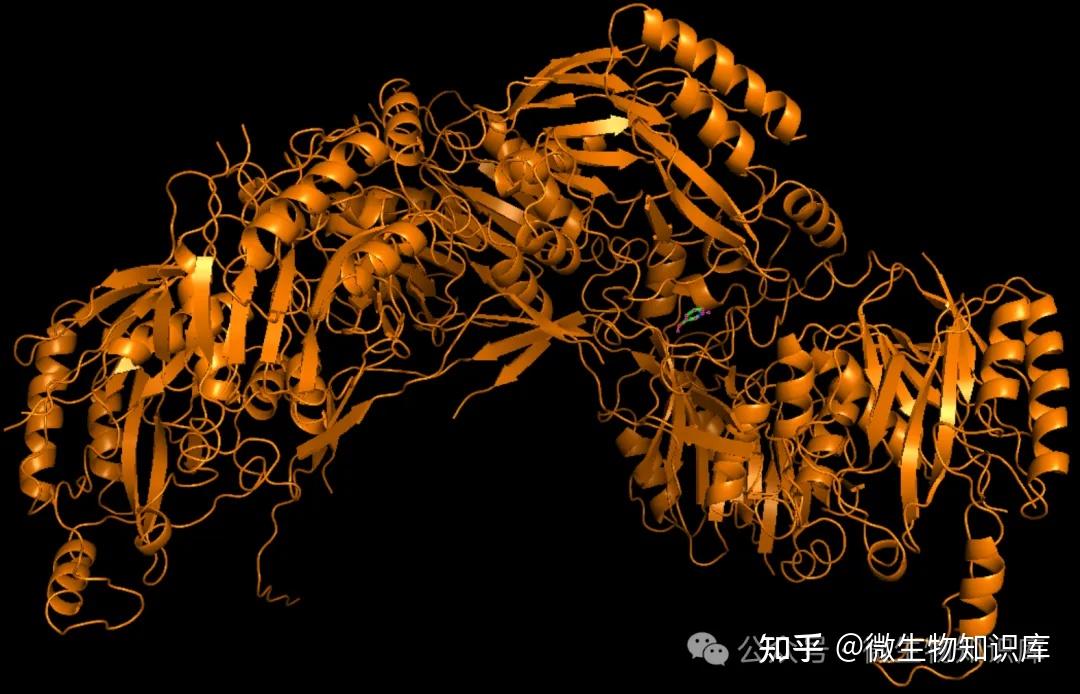 分子对接（六）：PyMol可视化分子对接结果详细教程 - 知乎