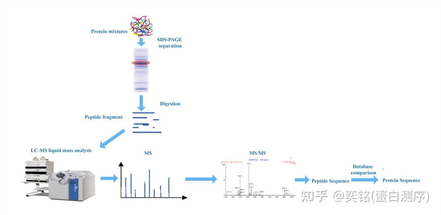 质谱技术在蛋白质鉴定中的应用及流程 - 知乎