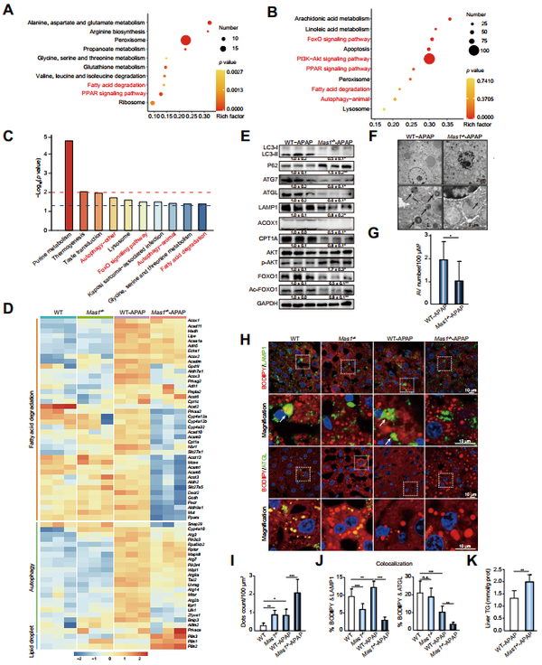 IF =30.1! Mas激活通过增强脂噬和FAO来缓解APAP诱导的小鼠肝毒性 - 知乎