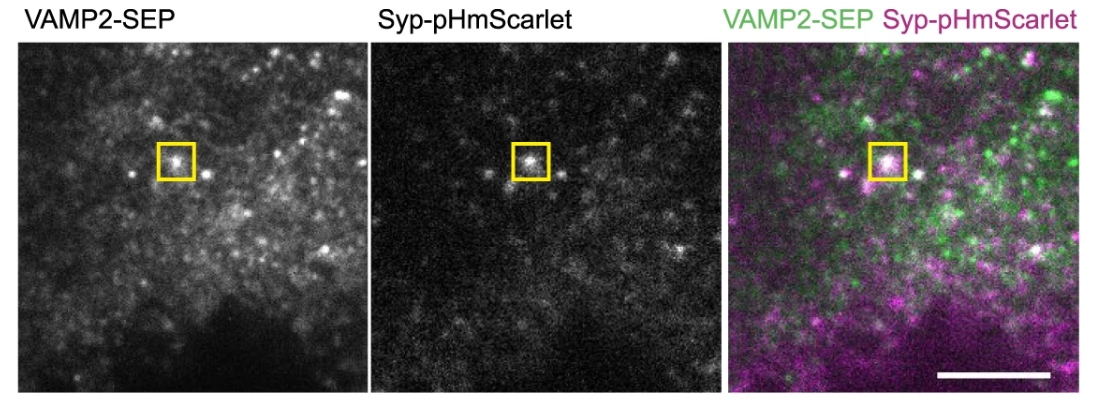 pHluorin：如何可视化受体在突触后膜的表达 - 知乎
