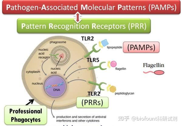 先天免疫反应如何识别病原体-PRR 和 PAMP - 知乎
