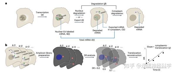 Nat Methods︱麻省理工学院王潇团队开发时空转录组测序技术并在亚细胞水平揭示RNA动力学图谱 - 知乎