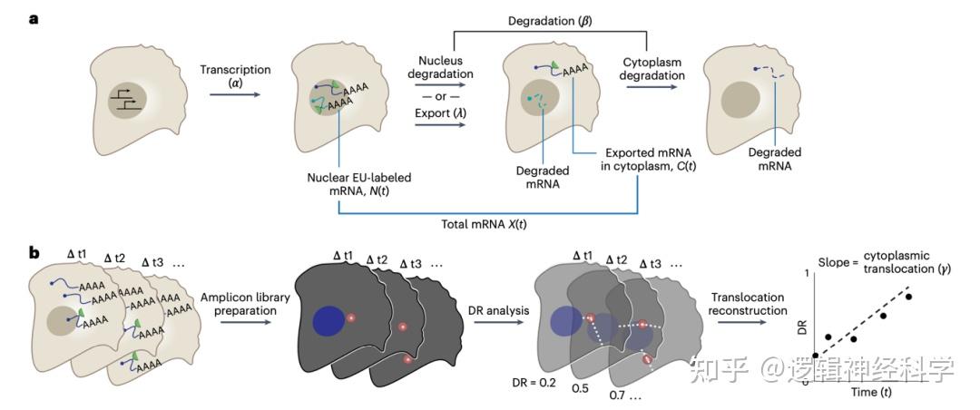 Nat Methods︱麻省理工学院王潇团队开发时空转录组测序技术并在亚细胞水平揭示RNA动力学图谱 - 知乎