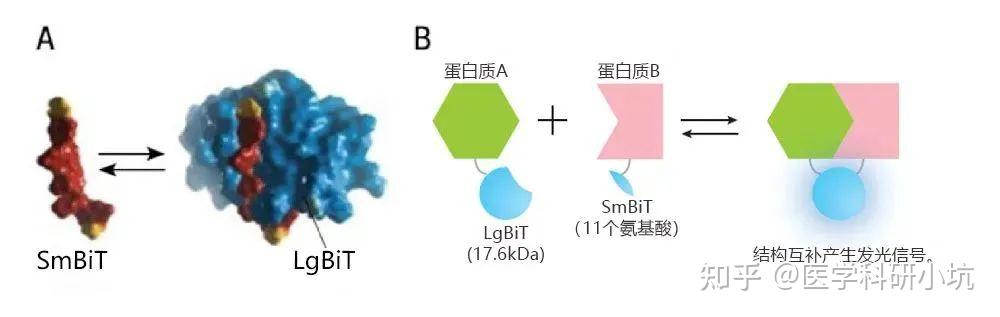 干货！研究「蛋白质相互作用」的方法，都整理好了！ - 知乎