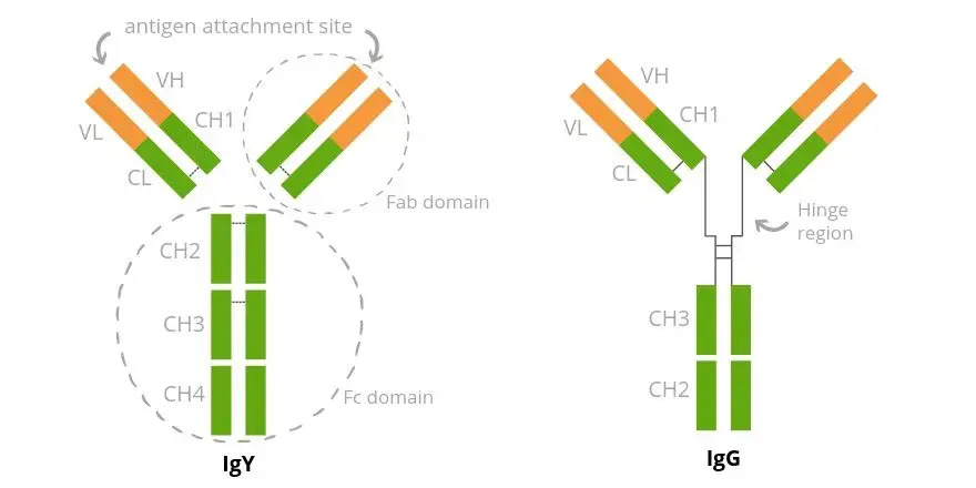 IgY与IgG的区别？鸡属抗体IgY的优势你知道吗 - 知乎