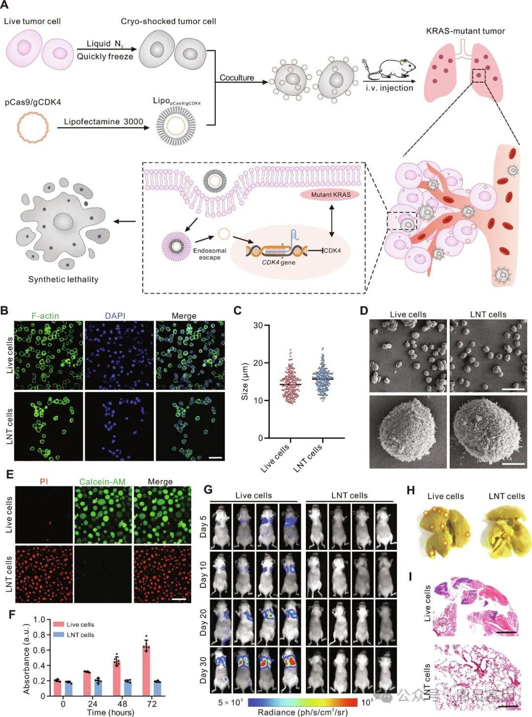 Sci Adv | 浙江大学开发CRISPR-Cas9利用冻死的肿瘤细胞靶向肺癌 - 知乎