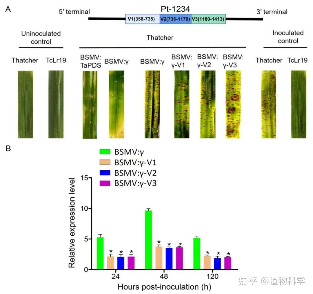 河北农大揭示NAC类转录因子与叶锈菌效应蛋白互作机制 - 知乎